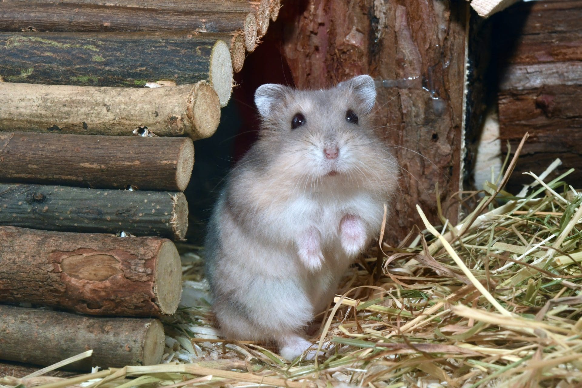 Hamster - 10 tips om skötsel - köpråd och information - Villalivet