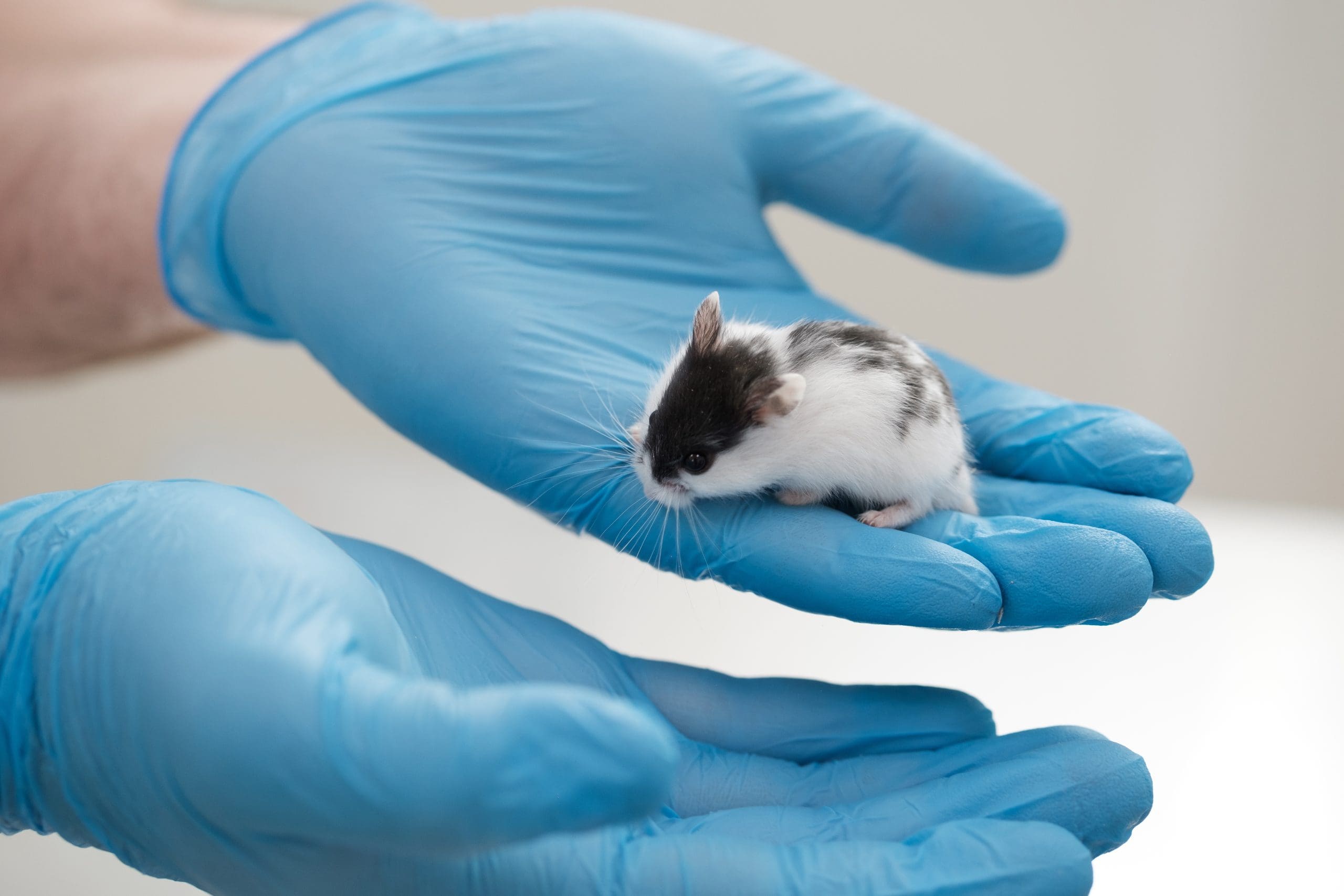 Hamster - 10 tips om skötsel - köpråd och information - Villalivet