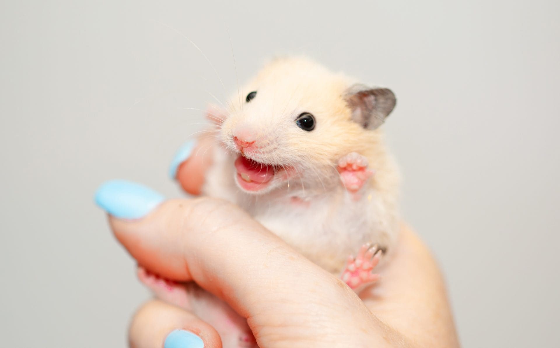 Hamster - 10 tips om skötsel - köpråd och information - Villalivet