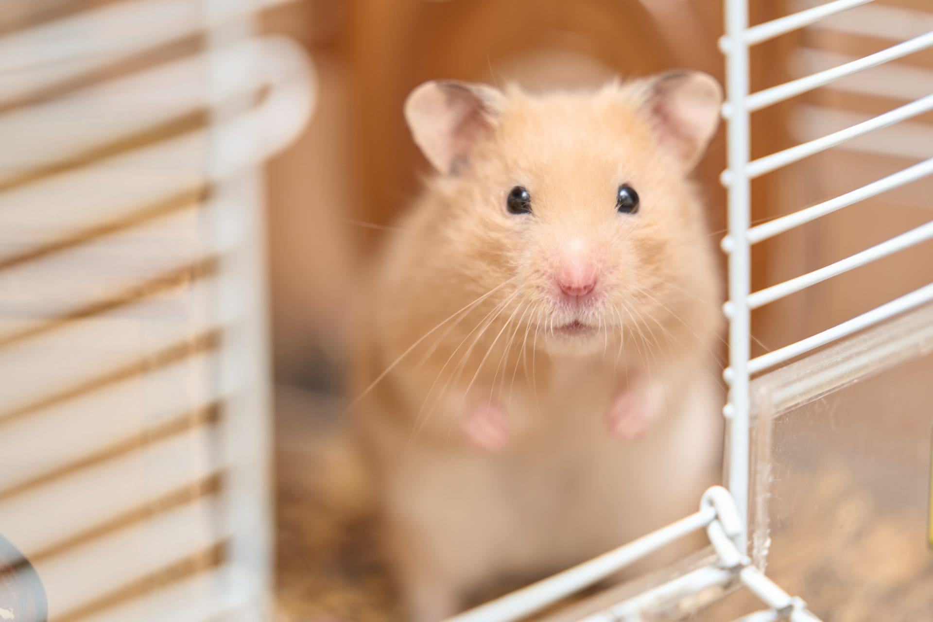 Hamster - 10 tips om skötsel - köpråd och information - Villalivet