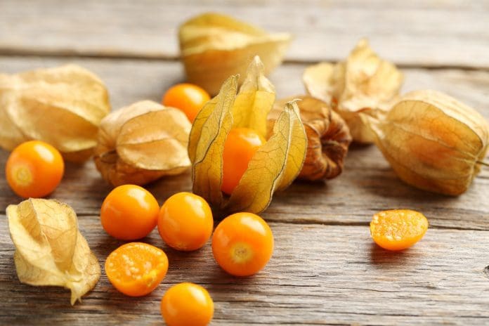 Physalis: Guide till odling och skötsel av superbäret