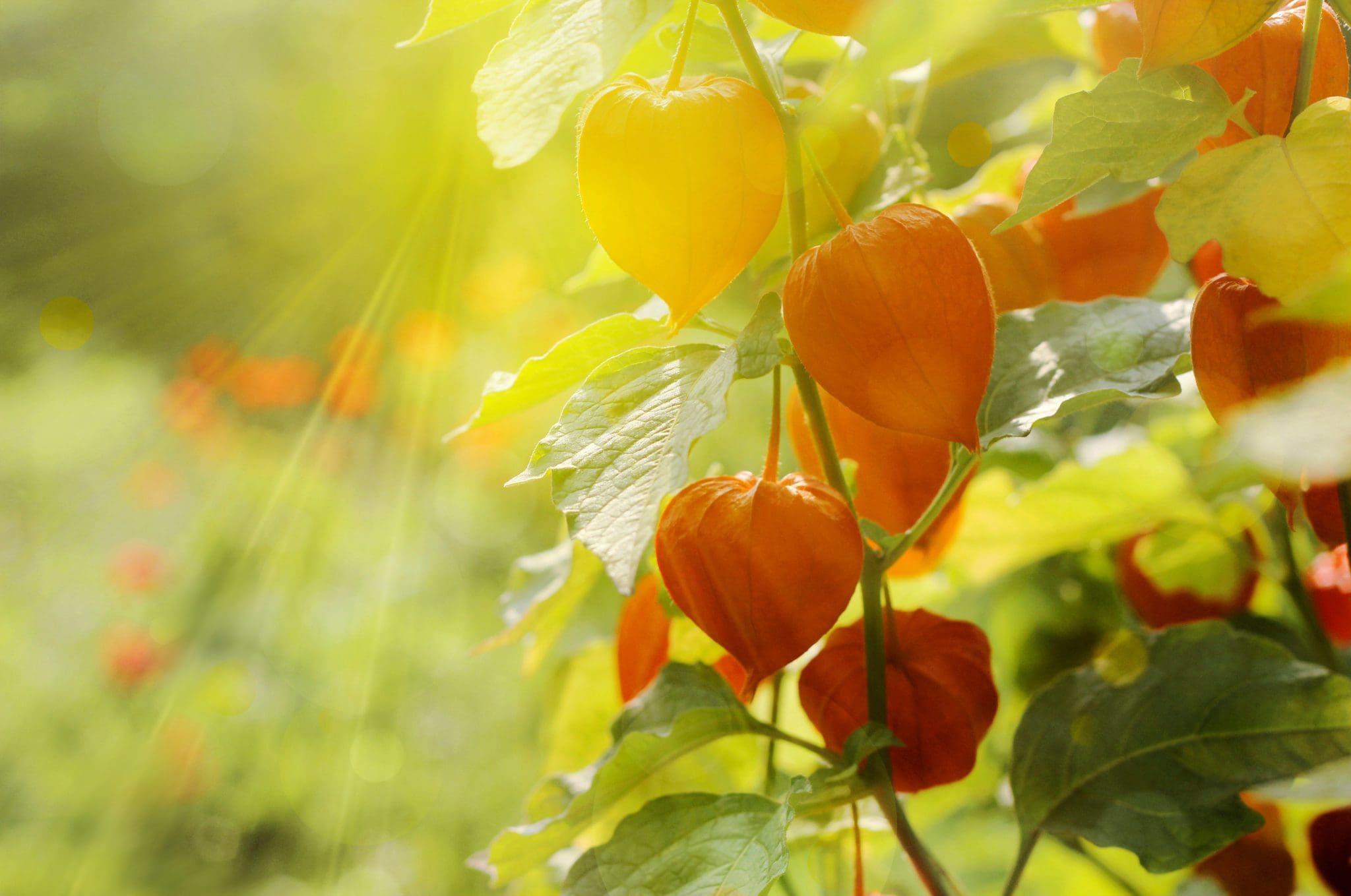 Physalis: Guide till odling och skötsel av superbäret