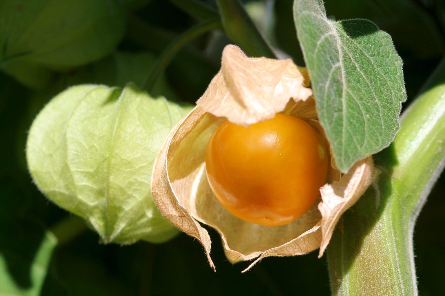 Physalis: Guide till odling och skötsel av superbäret