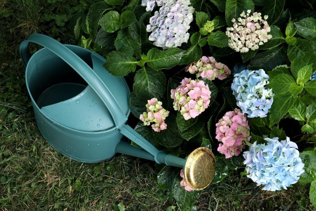 Hortensia: 4 smarta tips för optimal plantering och skötsel