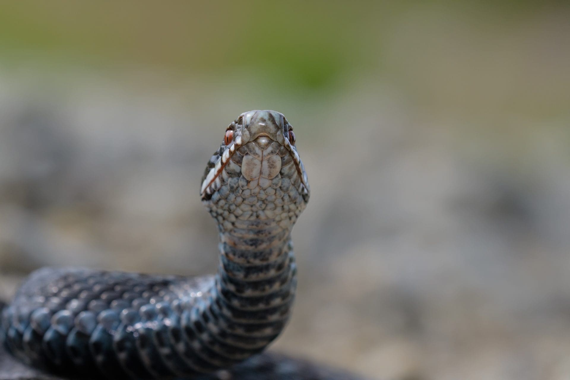 Huggorm: Identifiering, förebyggande och åtgärder vid bett