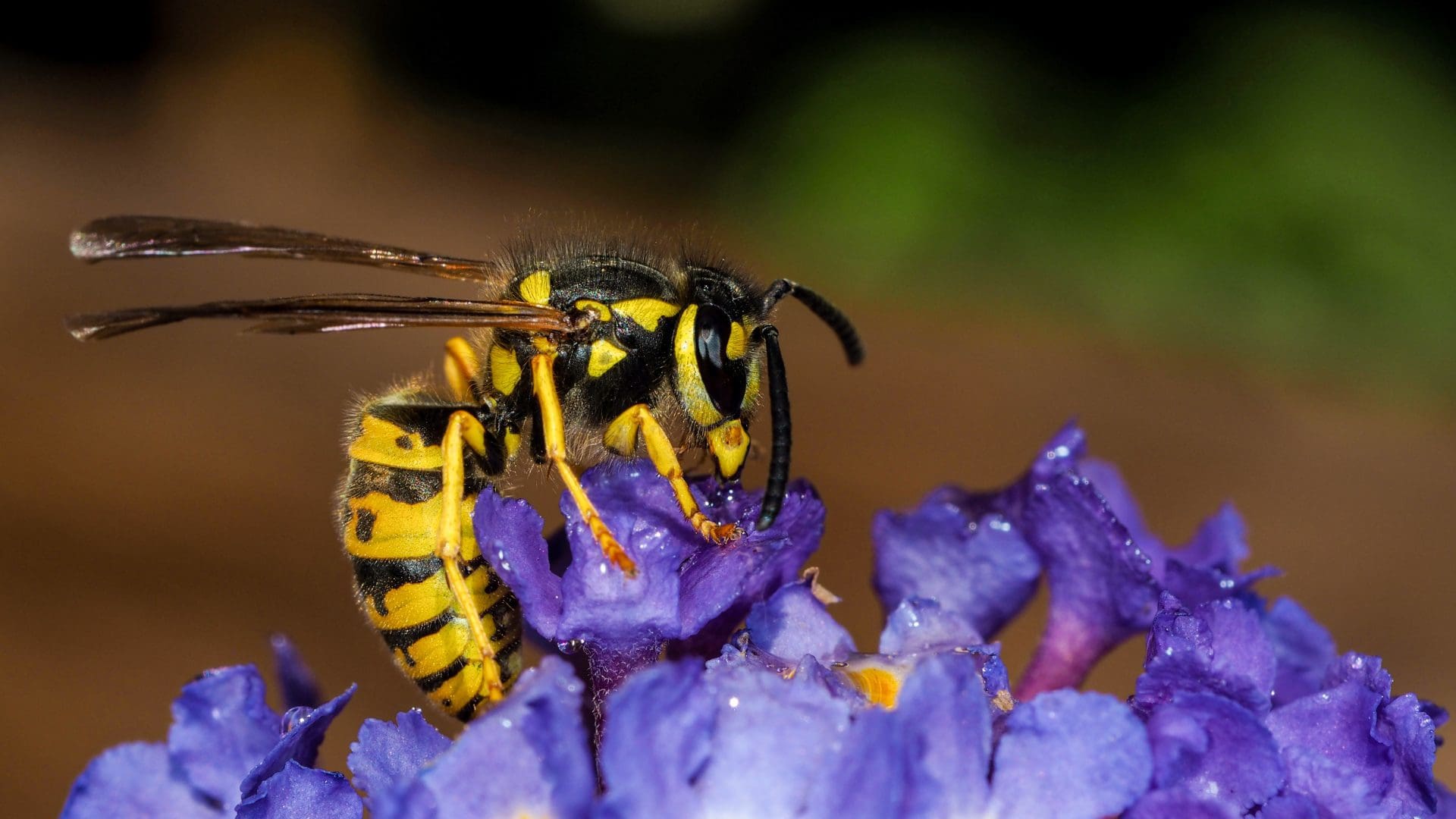 Jordgeting: 25 viktig fakta du inte visste om - Villalivet