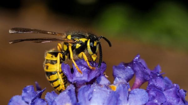 Jordgeting: 25 viktig fakta du inte visste om - Villalivet